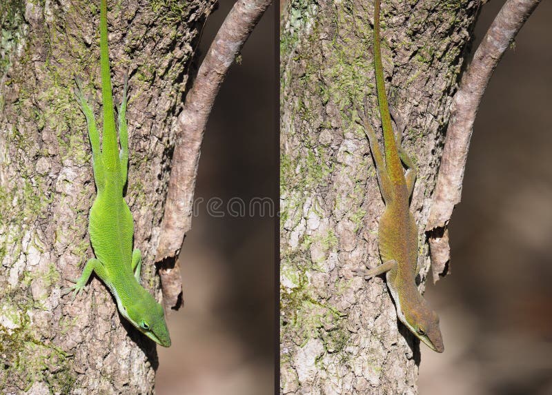 MUltiple Photos of Green Anole As he Changes Colors Stock Image - Image ...