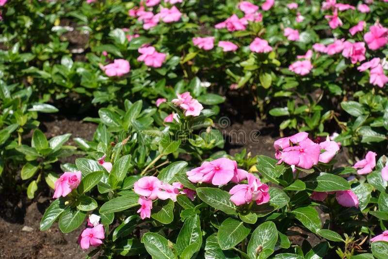 Multiple Pink Flowers of Catharanthus Roseus Stock Image - Image of ...