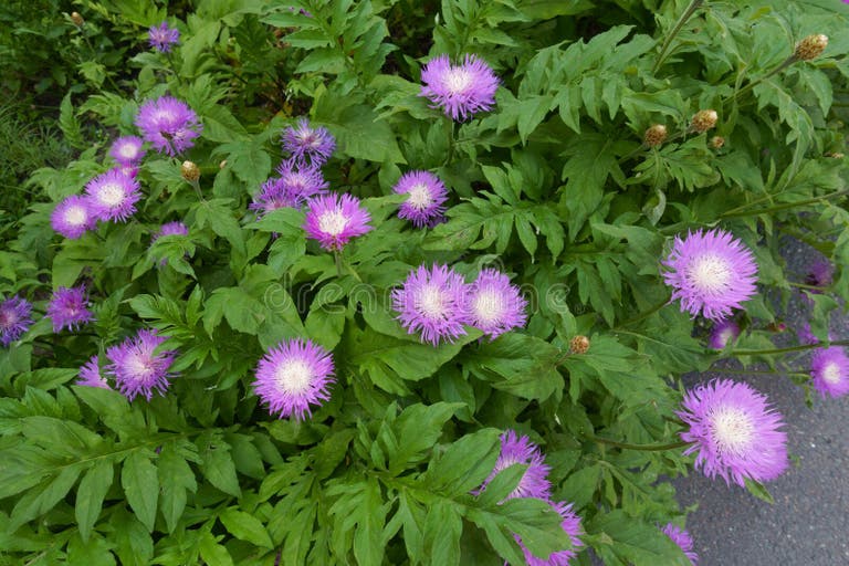 Multiple Pink Flowers of Centaurea Dealbata Stock Photo - Image of ...