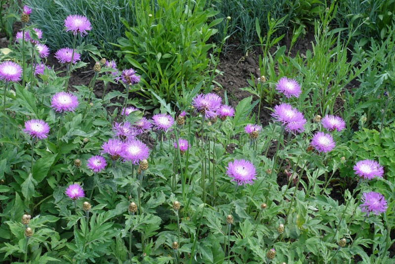 Multiple Pink Flowers of Centaurea Dealbata in May Stock Photo - Image ...