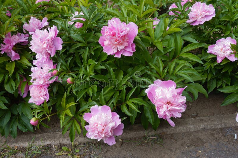 Multiple Pink Flowers of Peonies in May Stock Image - Image of leafage ...