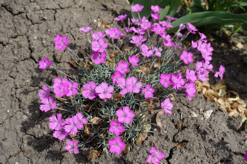 Multiple Pink Flowers of Dianthus Gratianopolitanus La Bourboule in May ...