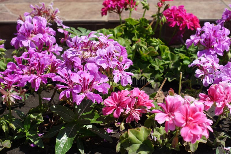 Multiple Pink Flowers of Ivy-leaved Pelargonium Stock Photo - Image of ...