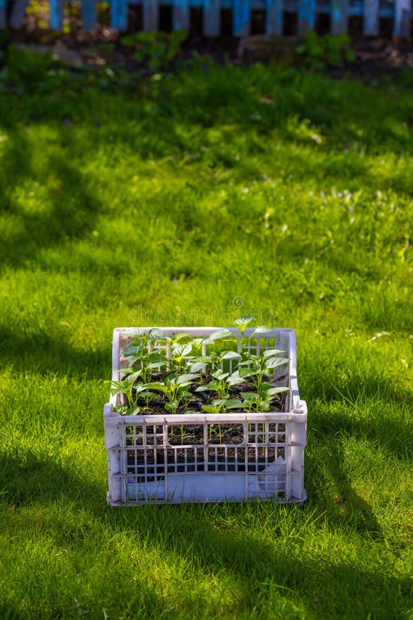Multiple Plants Growing in Plastic Crate in Garden Stock Image - Image ...