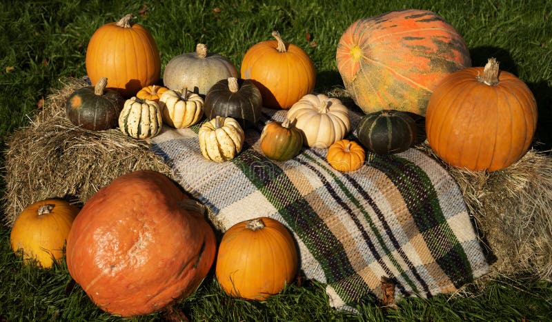 Multiple Pumpkins of Different Types Stock Photo - Image of season ...
