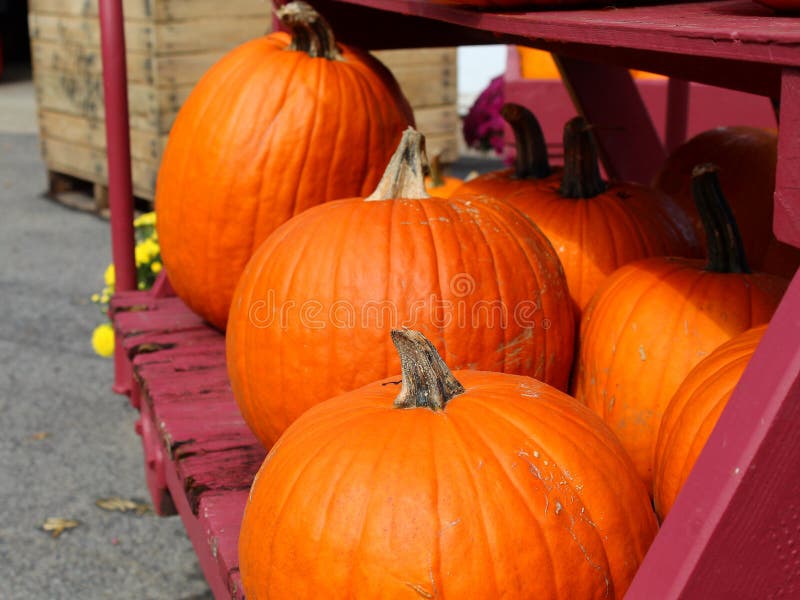 Multiple Pumpkins on a Purple Stand Stock Photo - Image of autumn ...