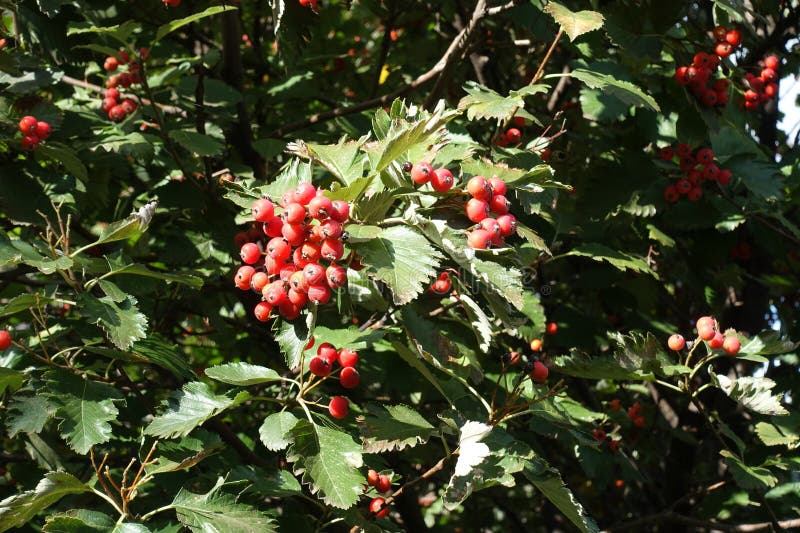 Multiple Red Berries of Sorbus Aria Stock Image - Image of greenery ...