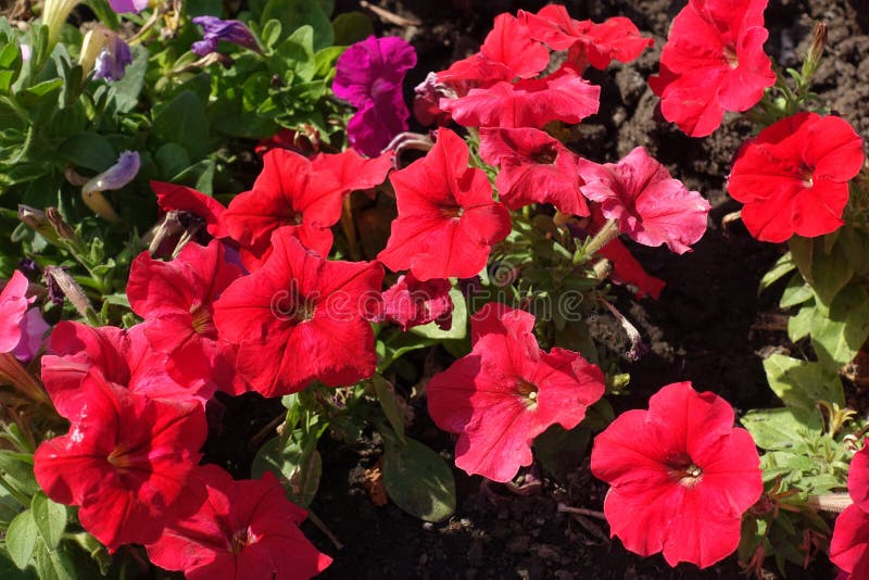 Multiple Red Flowers of Petunias in September Stock Image - Image of ...