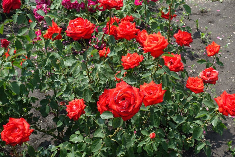 Multiple Red Flowers of Roses Stock Image - Image of leaf, june: 229989365