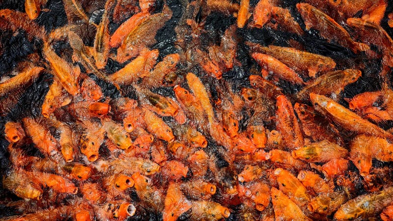 Multiple Red Koi Fish in the Water Pond. Stock Image - Image of water ...