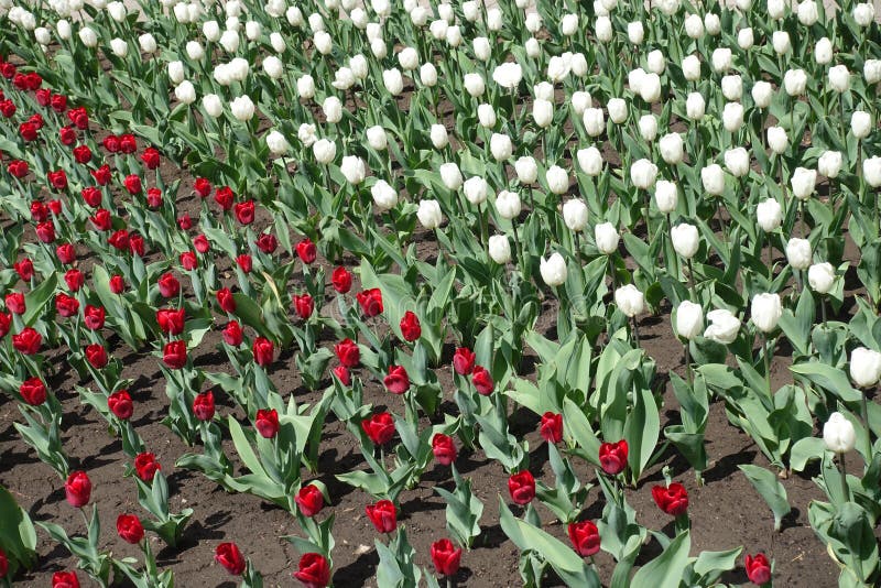 Multiple Red and White Flowers of Tulips in April Stock Image - Image ...