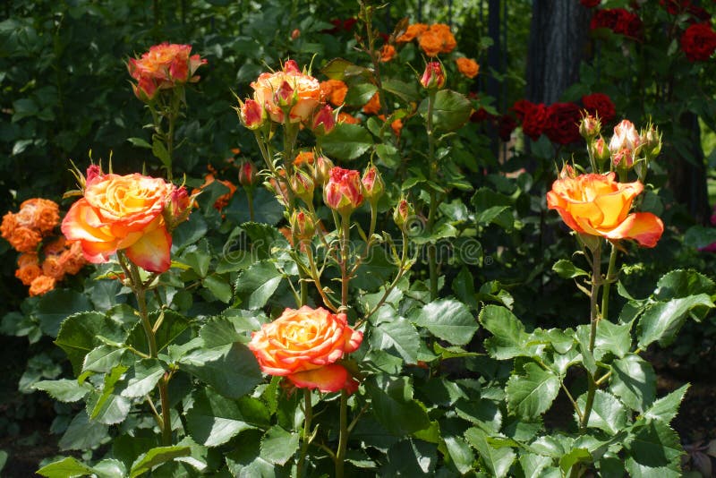 Multiple Red and Yellow Flowers of Rose Stock Image - Image of petal ...
