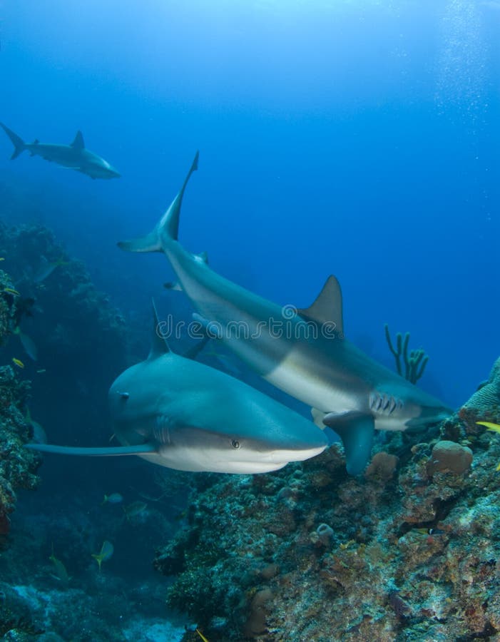 Caribbean reef shark stock image. Image of predator, underwater - 35678331