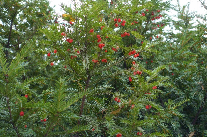 Multiple Red Berries in the Leafage of Taxus Baccata in November Stock ...