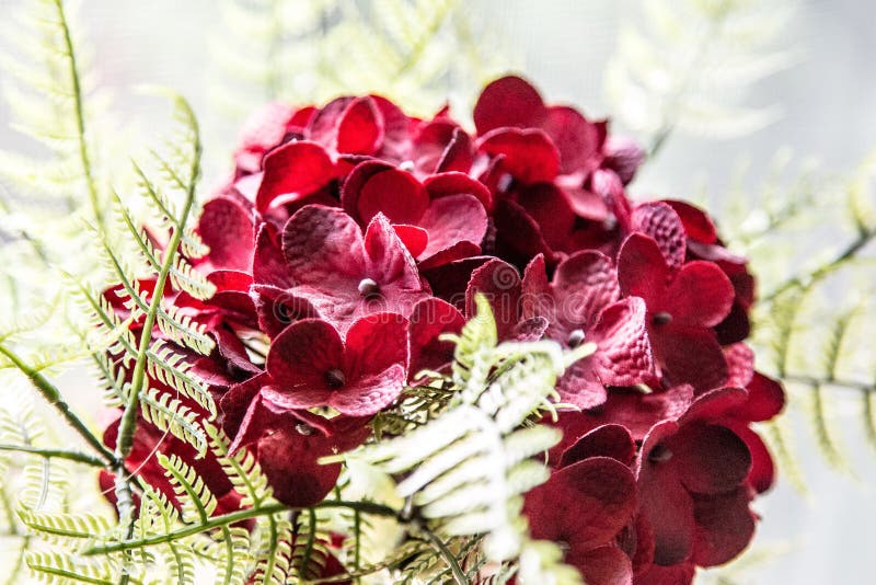 Multiple Ruby Red Flowers with Window Light Photography Stock Image ...