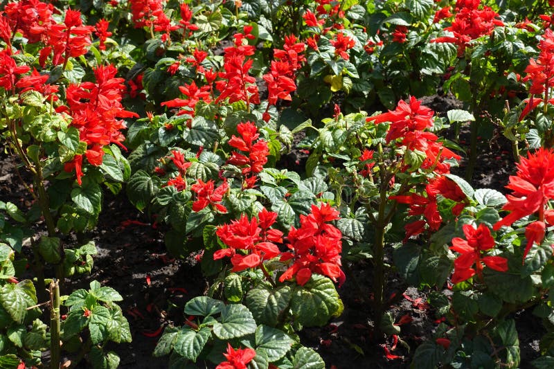Multiple Scarlet Red Flowers of Salvia Splendens Stock Photo - Image of ...