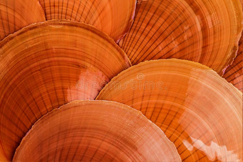 A multiple sea shells stock image. Image of opened, single - 70811511
