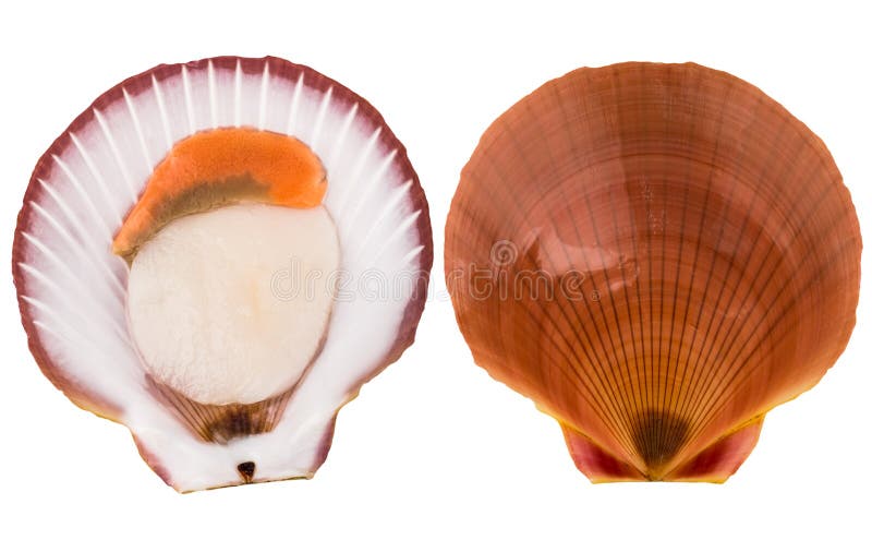 A multiple sea shells stock photo. Image of antioxidant - 70811692