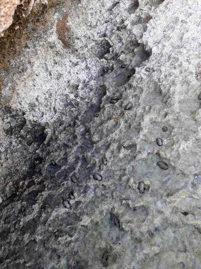 Multiple Segmented Creatures Scattered Across Wet Rocky Surface with ...