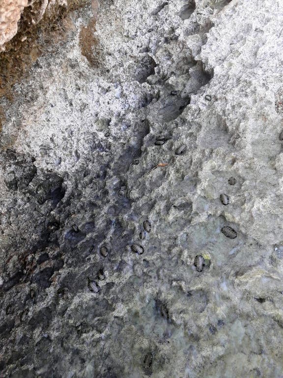 Multiple Segmented Creatures Scattered Across Wet Rocky Surface with ...