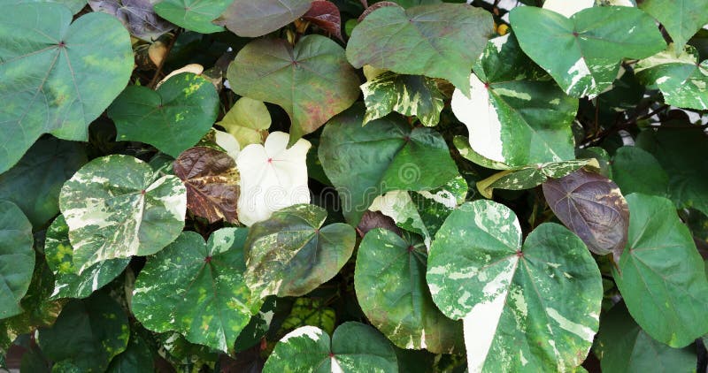 Multiple Shades of Green Leaves Stock Image - Image of organic, tree ...