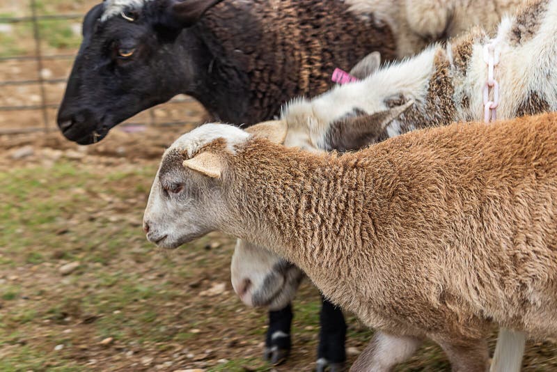 251 Multiple Farm Animals Stock Photos - Free & Royalty-Free Stock ...