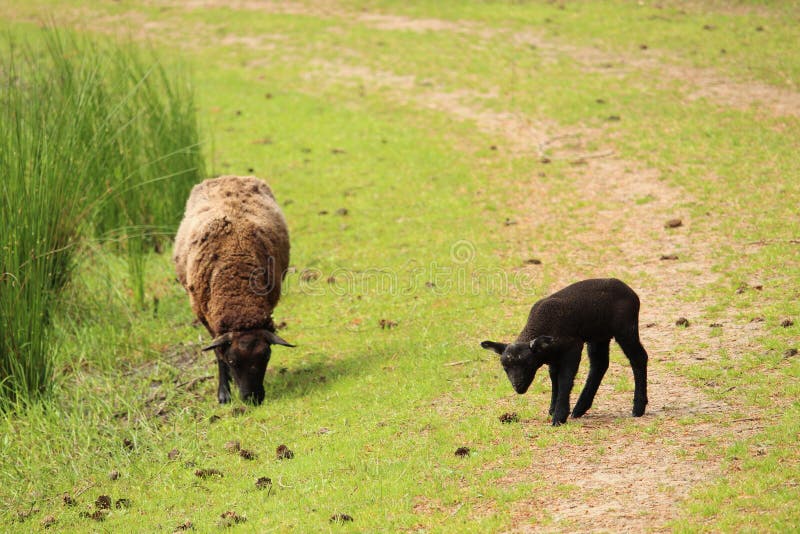 Grazing Sheep stock image. Image of green, animals, lamb - 116874841