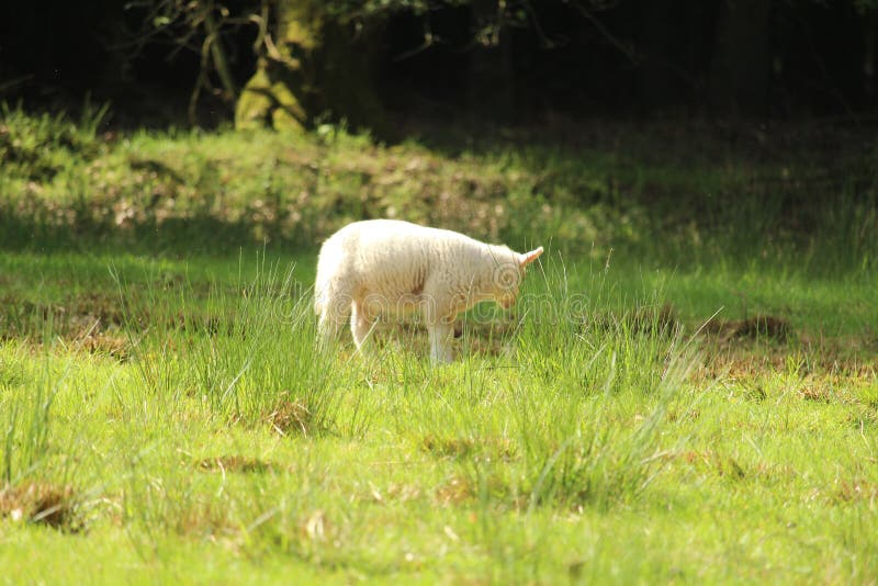 Grazing Sheep stock image. Image of green, field, forest - 116875159