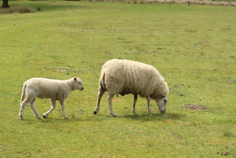 Grazing Sheep stock image. Image of animals, mammal - 116877581