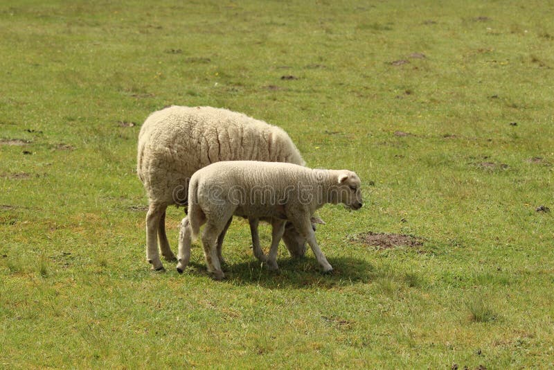 Grazing Sheep stock photo. Image of nature, lamb, field - 116877618