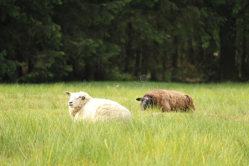 Sheep Relaxing in the Grass Stock Image - Image of wildlife, mammal ...