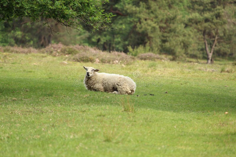 Sheep Relaxing in the Grass Stock Image - Image of isolated, lamb ...