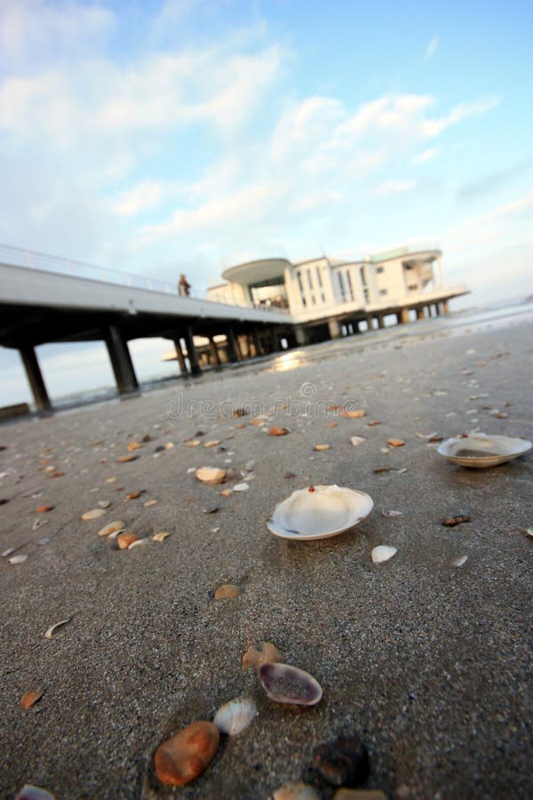 Shells stock image. Image of summer, beautiful, nature - 100728163