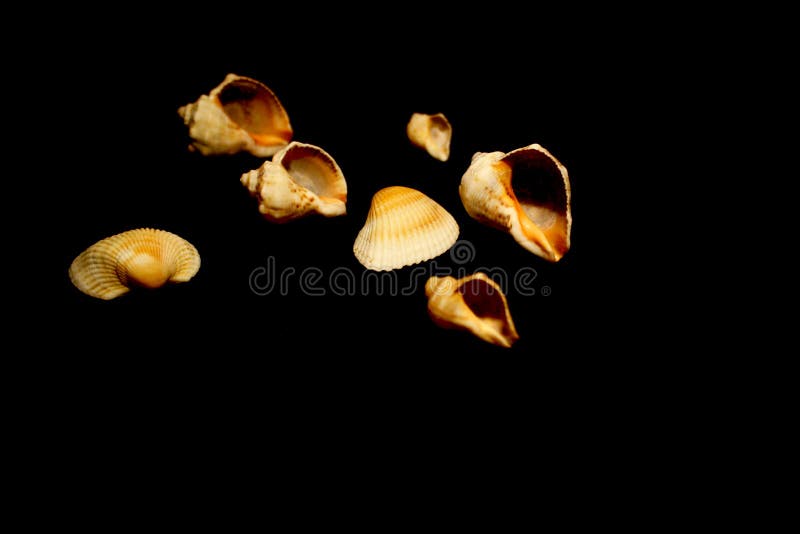 Sea Shells with Black Textured Background Wallpaper, Stock Image ...