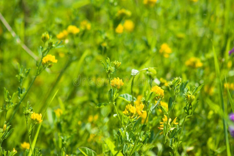 Multiple Sickle Medick in Bloom Closeup View with Selective Focus ...