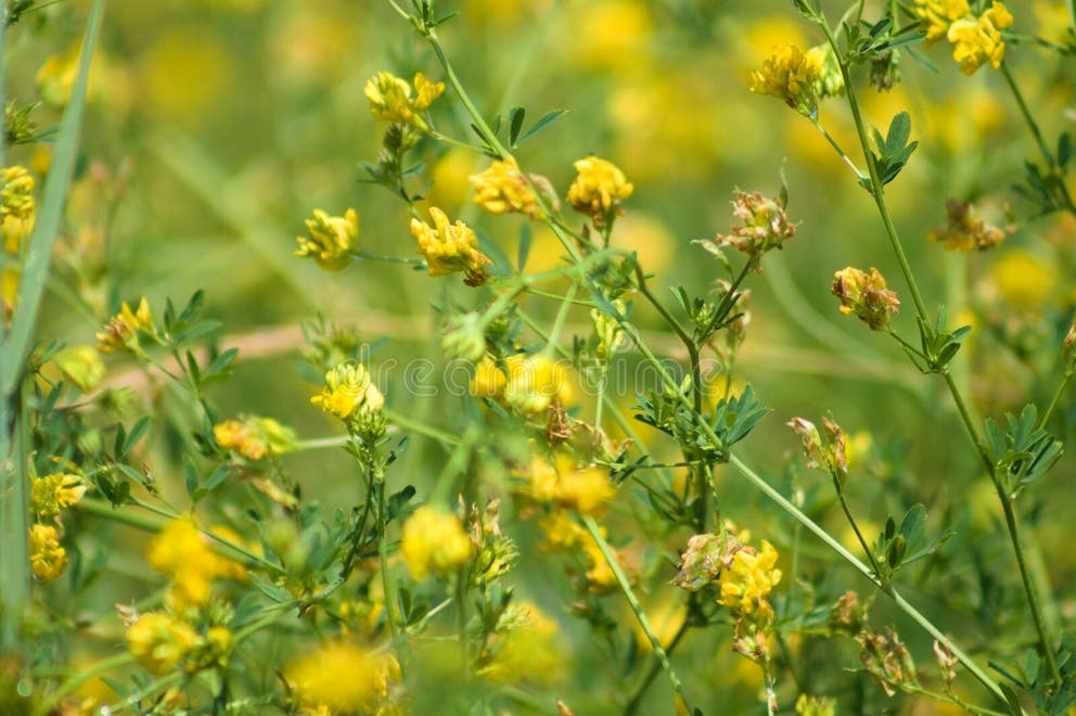 Multiple Sickle Medick in Bloom Landscape View of Stock Photo - Image ...