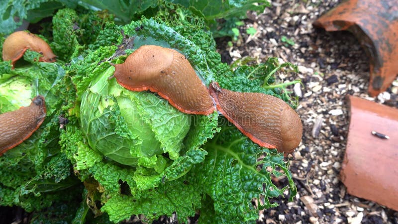 Multiple Slugs Crawling on Cabbage Leaves in a Farm Field, Highlighting ...