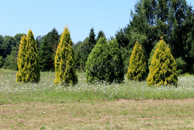 Small cypress tree stock image. Image of evergreen, nature - 51292025