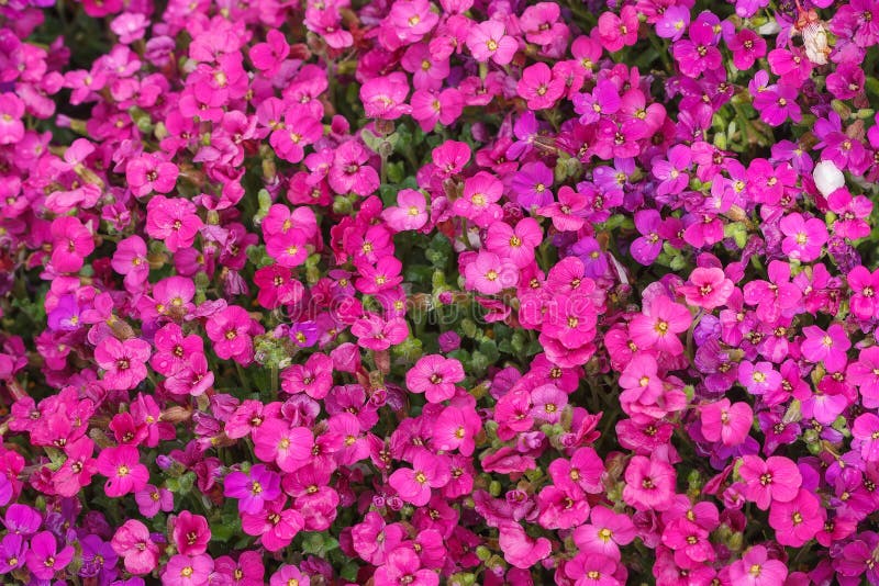 Multiple small flowers stock photo. Image of detail, collage - 71587164