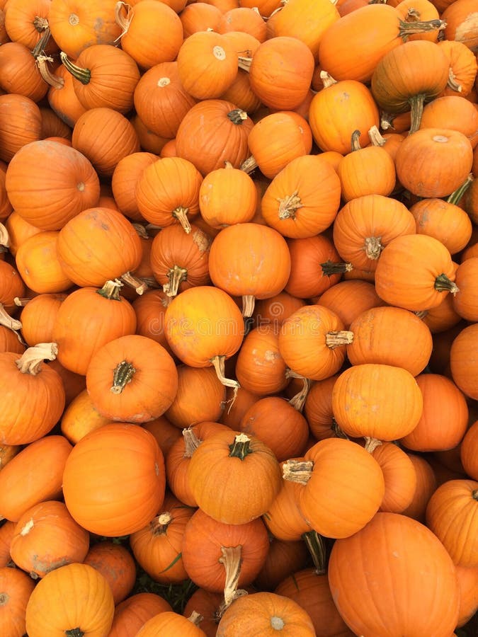 Multiple Small Pumpkins stock image. Image of fall, october - 64421297