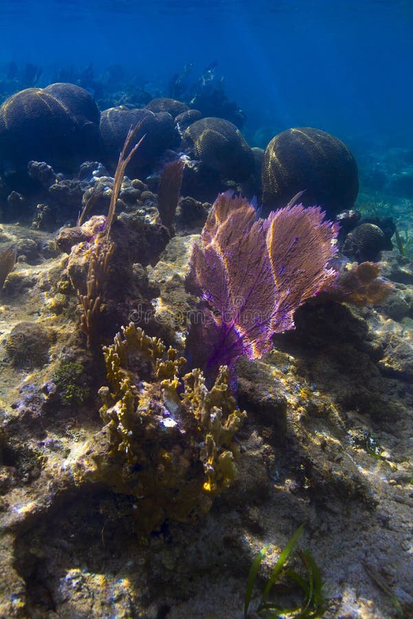 Multiple Coral Polyps on a Reef in the Atlantic Ocean of West Palm ...