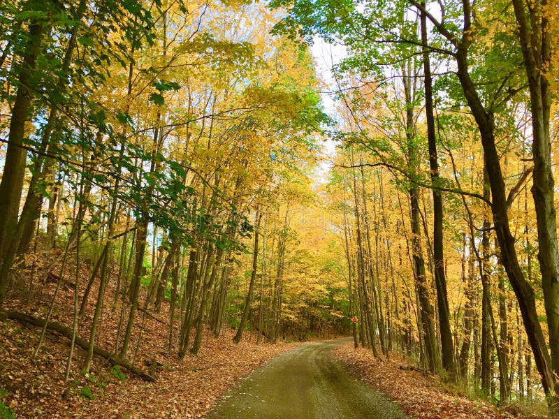 Multiple Trees with Fall Colors on Trail Stock Photo - Image of yellow ...