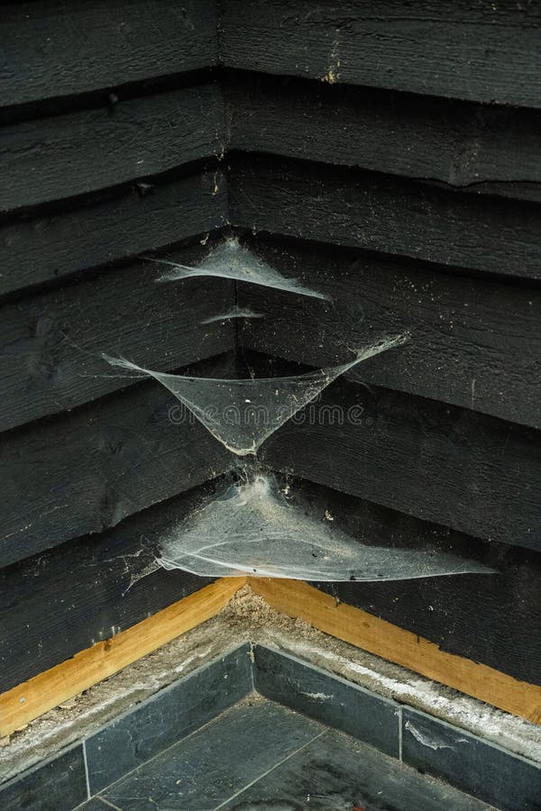 Multiple Spiders Web in a Corner by Black Walls.. Stock Photo - Image ...