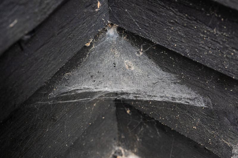 Multiple Spiders Web in a Corner by Black Walls.. Stock Photo - Image ...