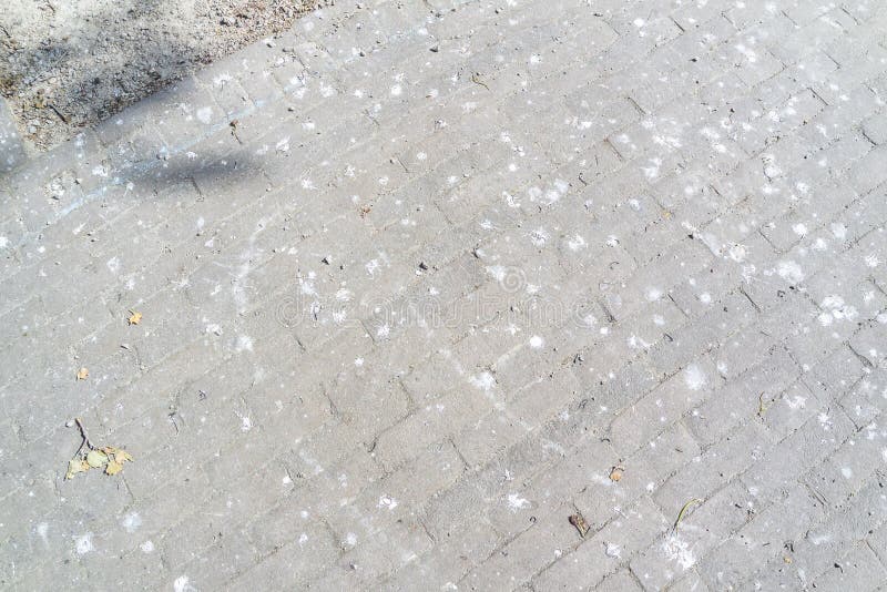 Multiple Spots of Bird Poop on an Asphalt Road Stock Image - Image of ...