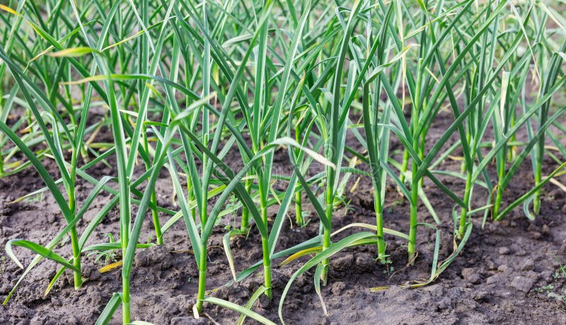 Multiple Stalks of Garlic Growing in Soil on Farm Stock Photo - Image ...