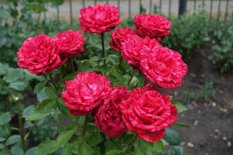 Multiple Striped Red Flowers of Roses in July Stock Photo - Image of ...