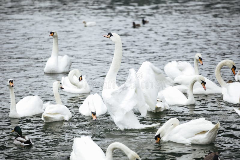 Swans Playing in water stock image. Image of outdoors - 111094749