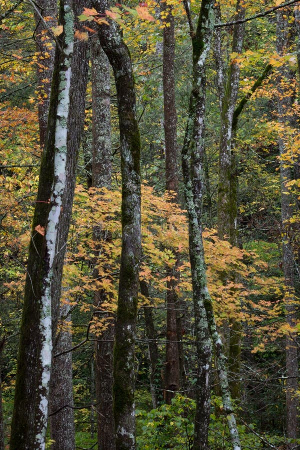 Row of Multiple Tree Houses Stock Photo - Image of stone, houses: 119118440