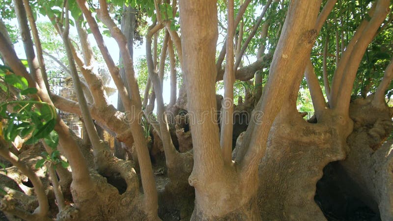 Multiple Tree Trunks in Bright Sun Rays in Summer Park. Old Tree with ...